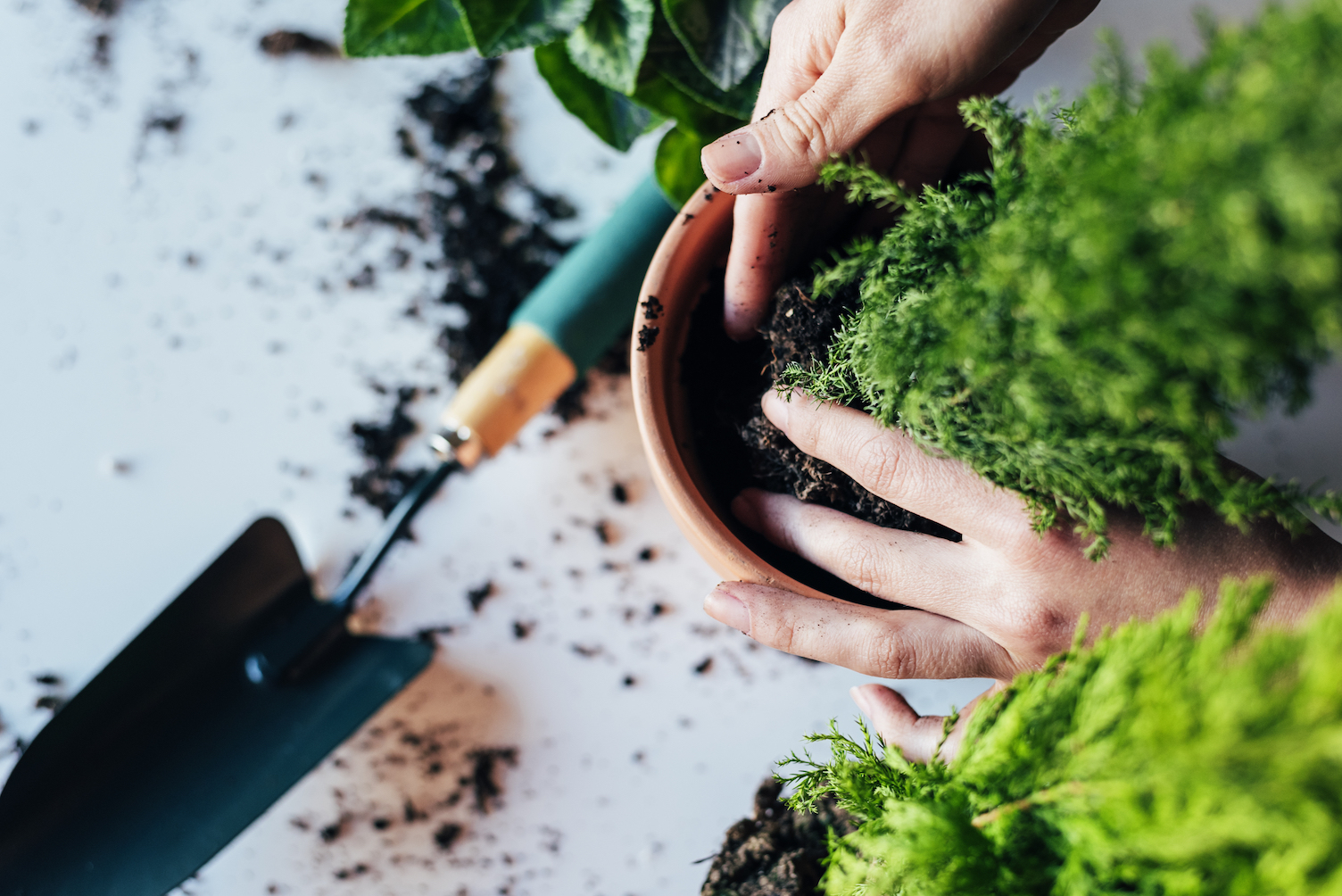 Bringing Your Plants Inside For Winter Julia Krill